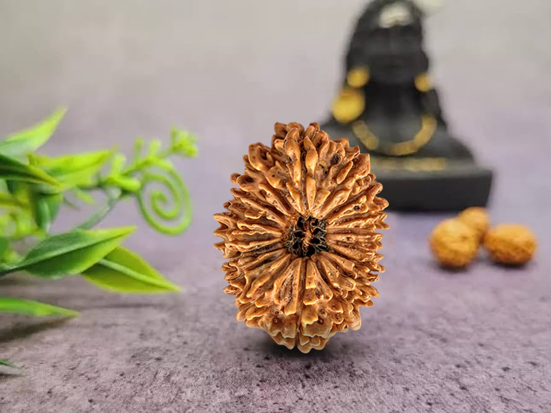Buy Original Rudraksha Online, Govt Certified Lab Rudraksha – Shiv ...