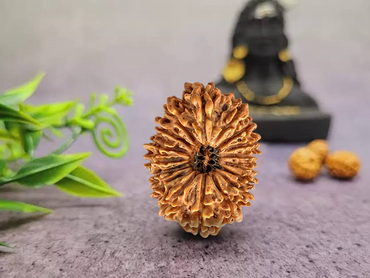 Buy Original Rudraksha Online, Govt Certified Lab Rudraksha – Shiv ...