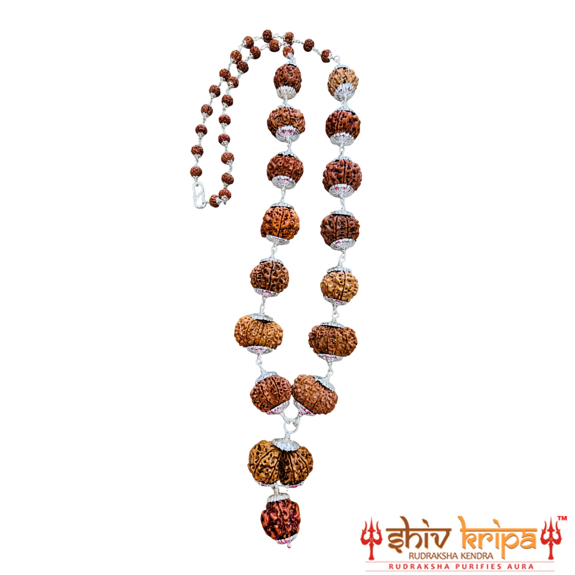 Buy Original Rudraksha Mala Online, 1 to 14 Mukhi – Shiv Kripa Rudraksha